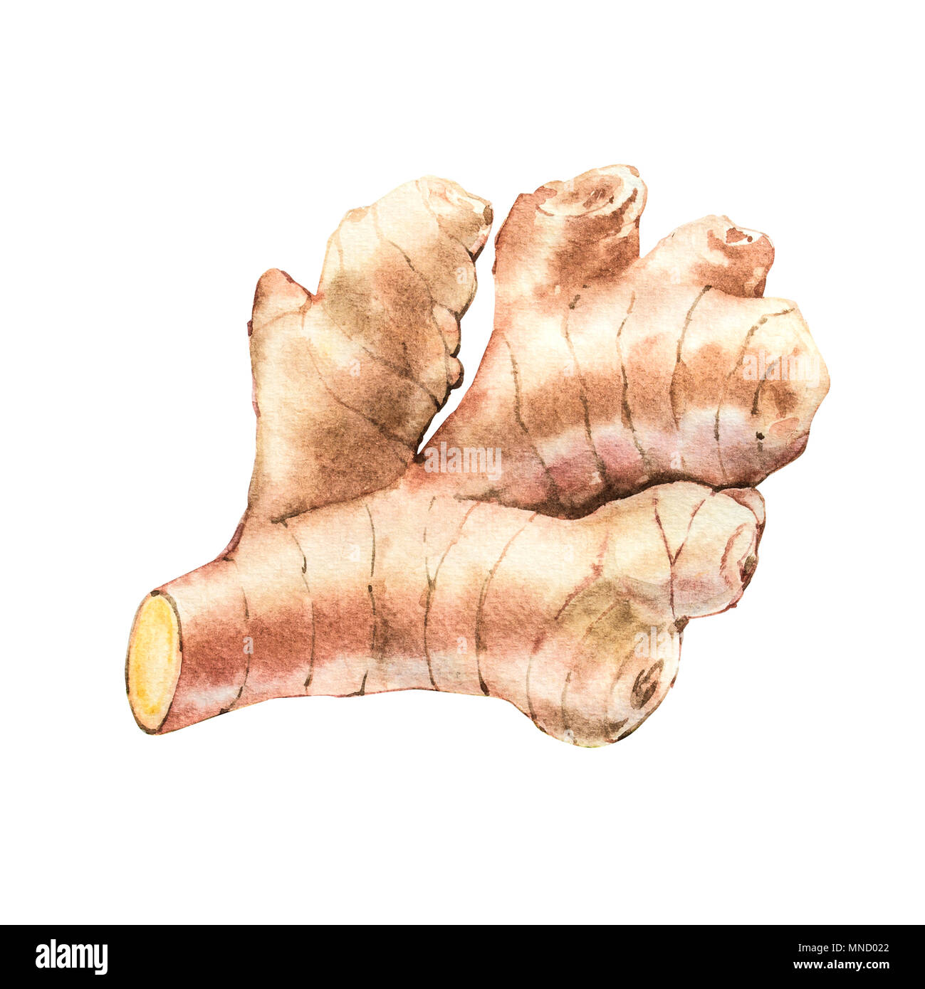 Hand Drawn Ginger watercolor sketch. Illustration For Food Design Stock ...