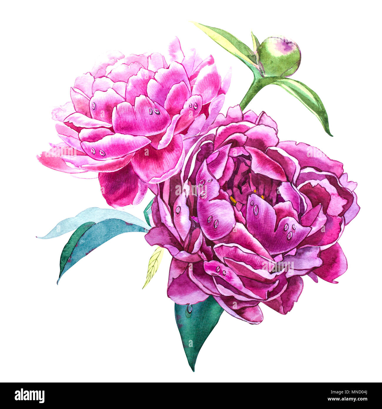 Set watercolor elements of pink peonies. Collection garden flowers ...