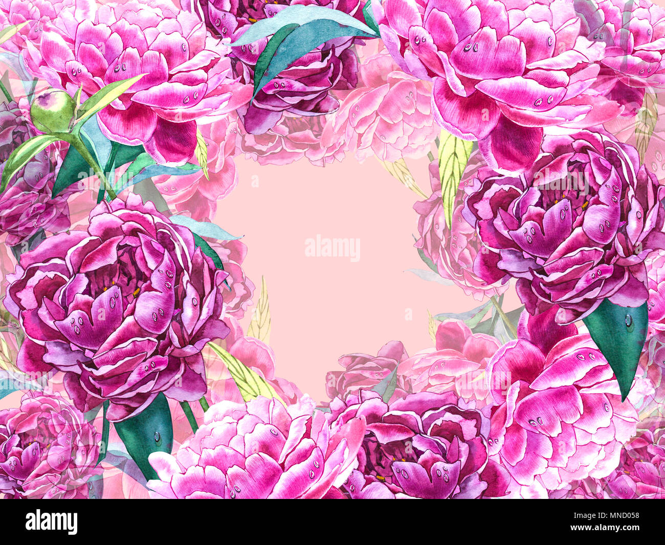 Natural pink peony background. Frame of red and pink peony, watercolor ...
