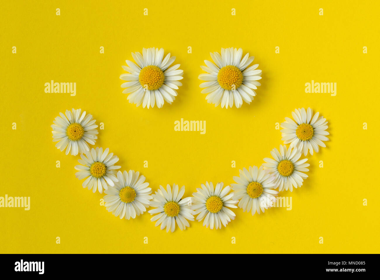 Daisies smile on yellow background Stock Photo - Alamy