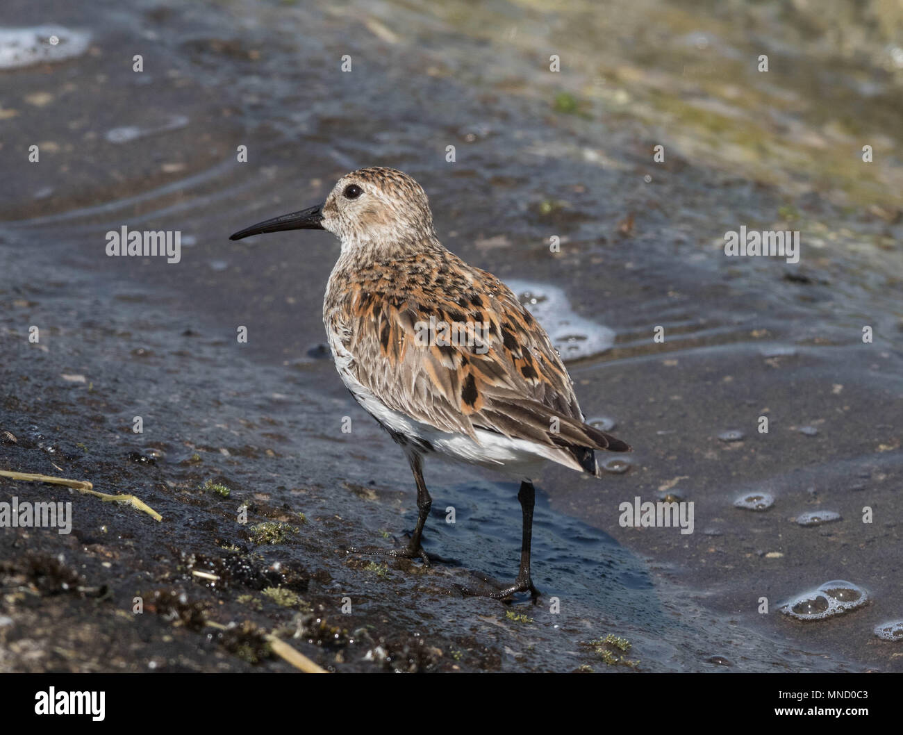 Dunlin breeding hi-res stock photography and images - Alamy
