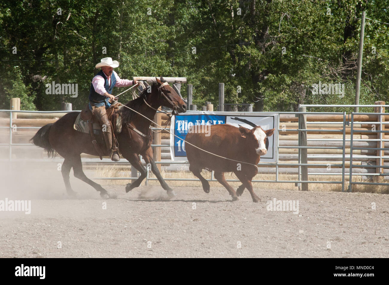 A Cowboy attempts to rope a calf as part of the ranch rodeo at the ...