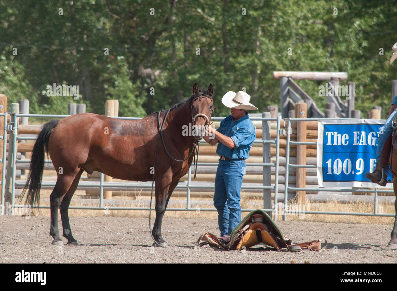 A cowboy prepares to saddle his horse as part of the ranch rodeo at the ...