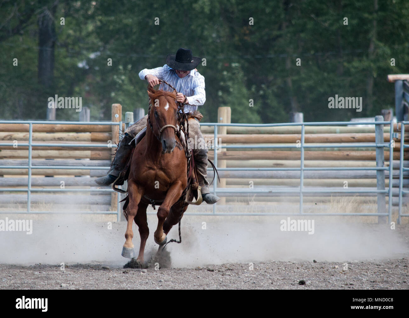 A cowboy charges on his horse across the corral as part of the ranch ...