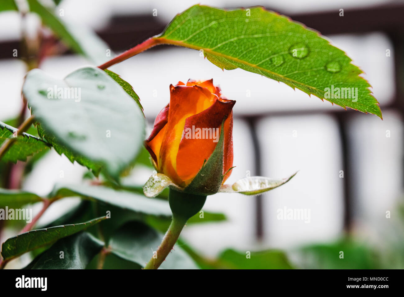 Red orange yellow rose in a garden ready to bloom Stock Photo - Alamy
