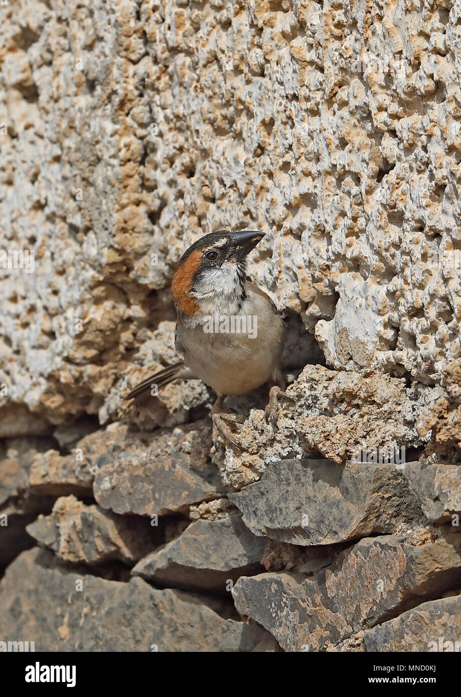 Iago Sparrows High Resolution Stock Photography and Images - Alamy