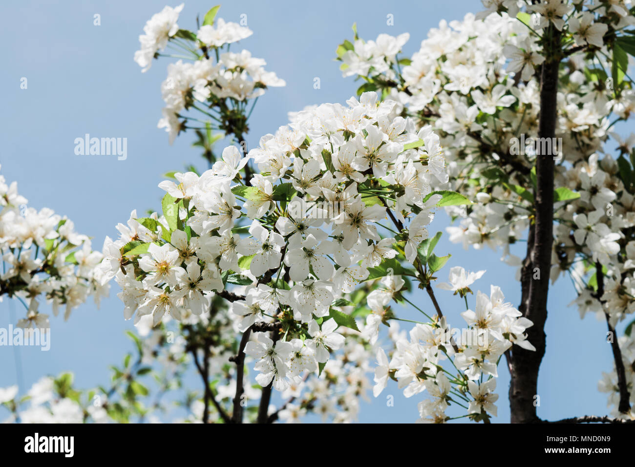 Cherry plum tree hi-res stock photography and images - Alamy