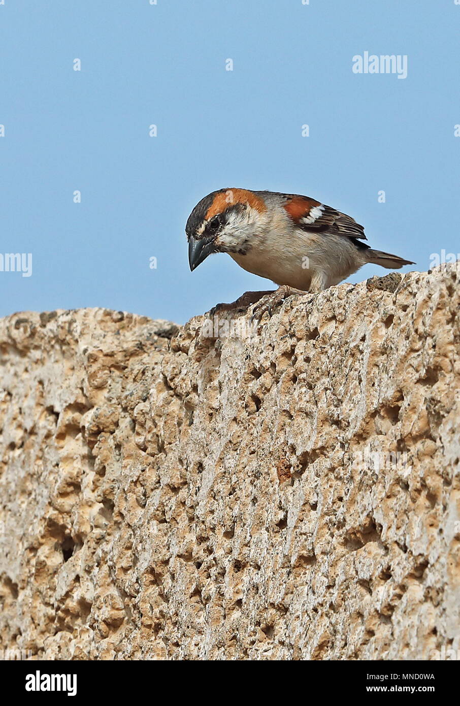 Cape Verde Sparrow (Passer iagoensis) adult male perched on block wall ...