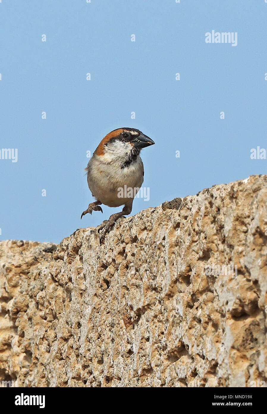 Cape Verde Sparrow (Passer iagoensis) adult male perched on block wall ...
