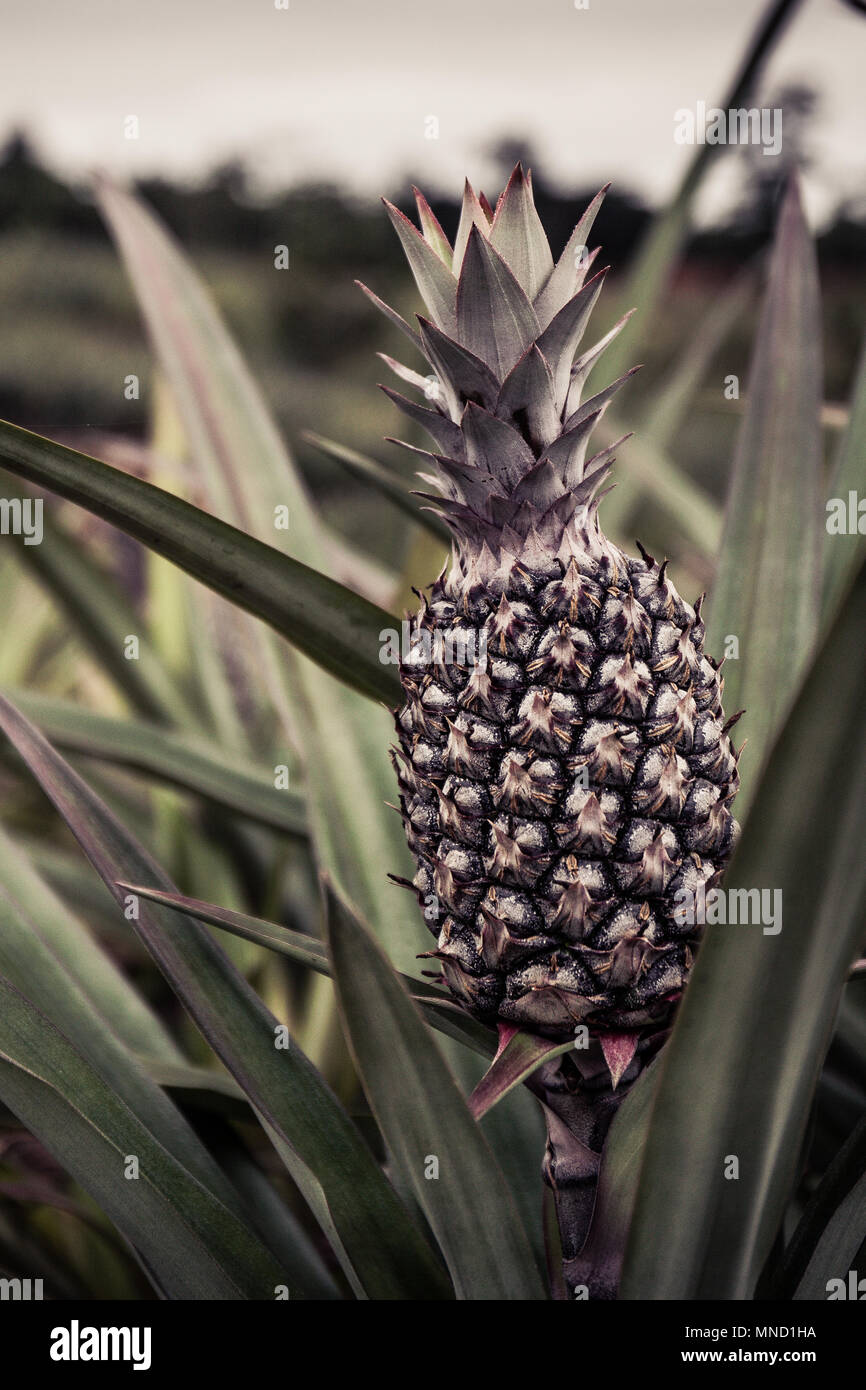 Pineapple tropical fruit growing in plantation garden. old filter ...