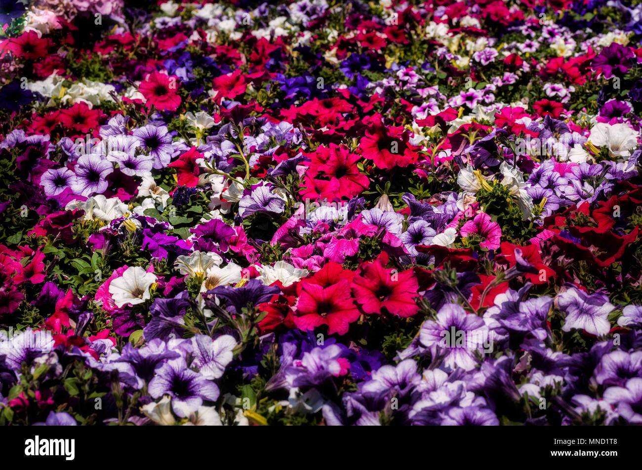 colorful flower carpet Stock Photo - Alamy