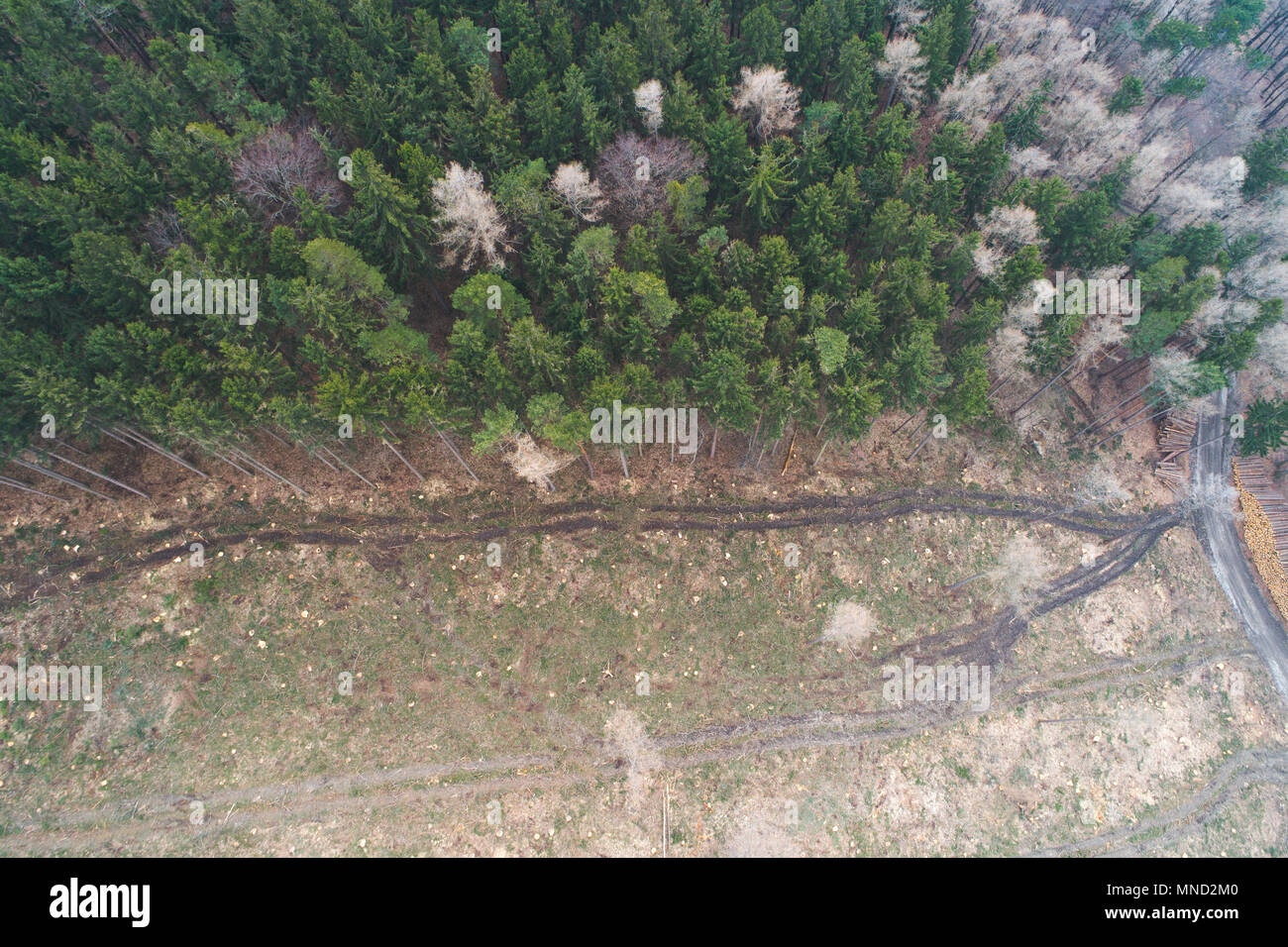 aerial drone flight with copter over deforested forest in austria in ...
