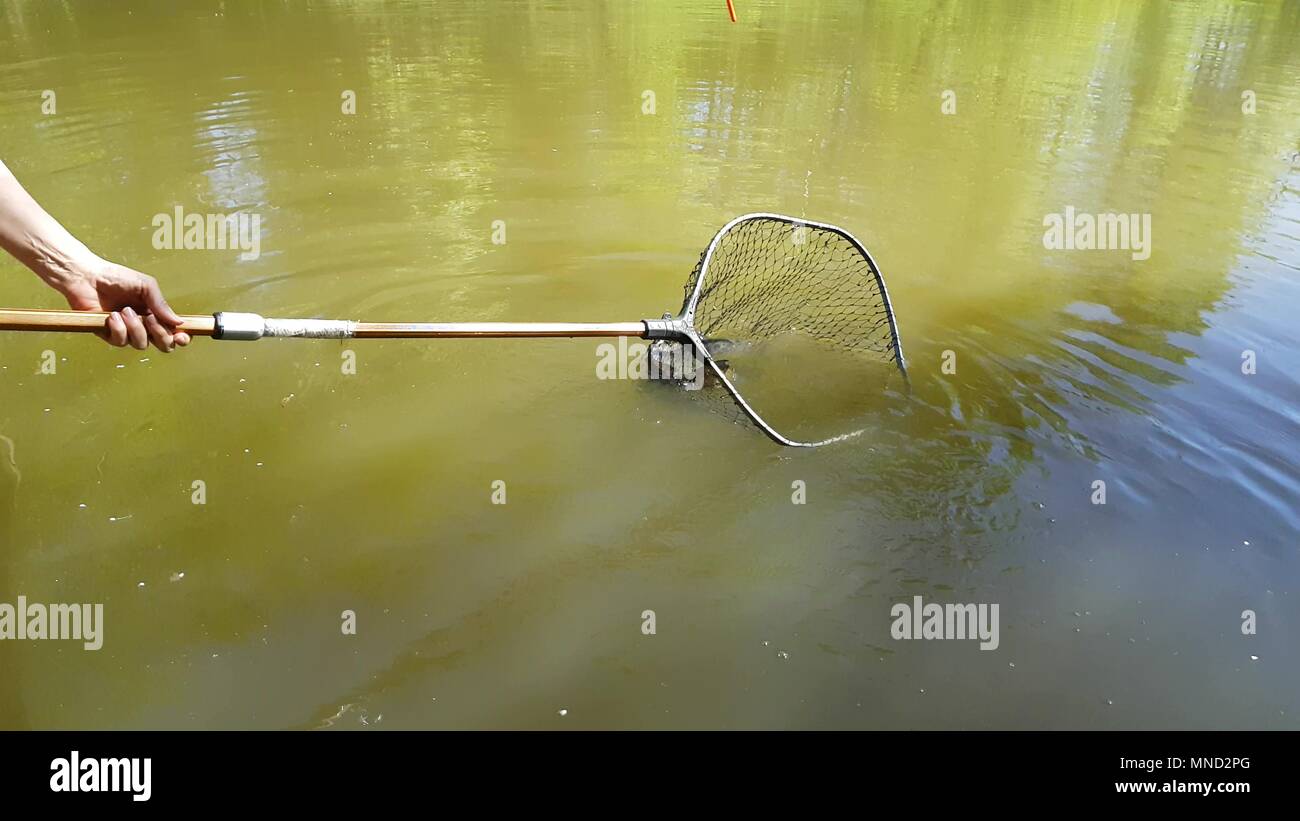 Harvesting fish pond Stock Photo - Alamy