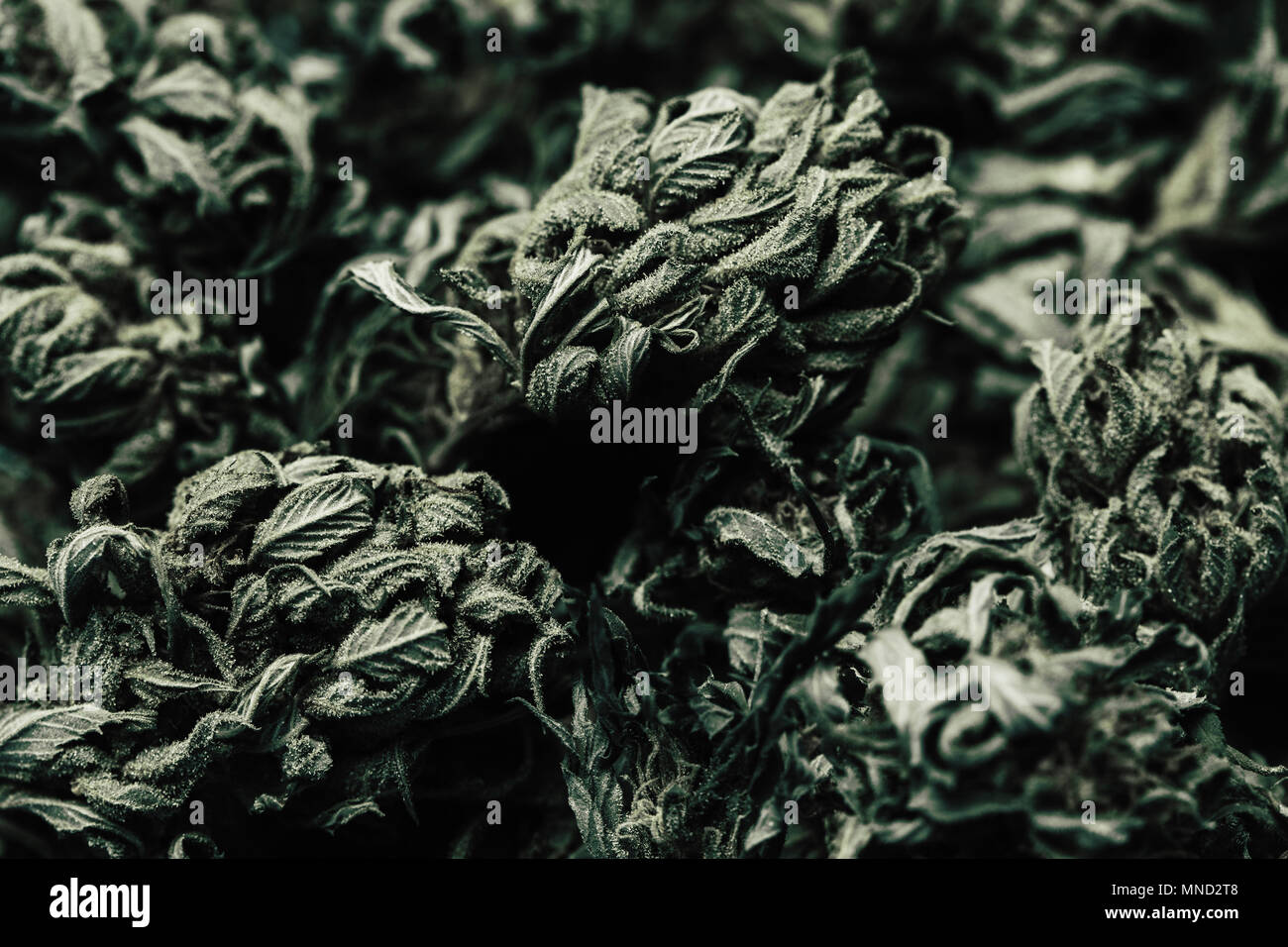 Full frame shot of marijuana leaves Stock Photo - Alamy