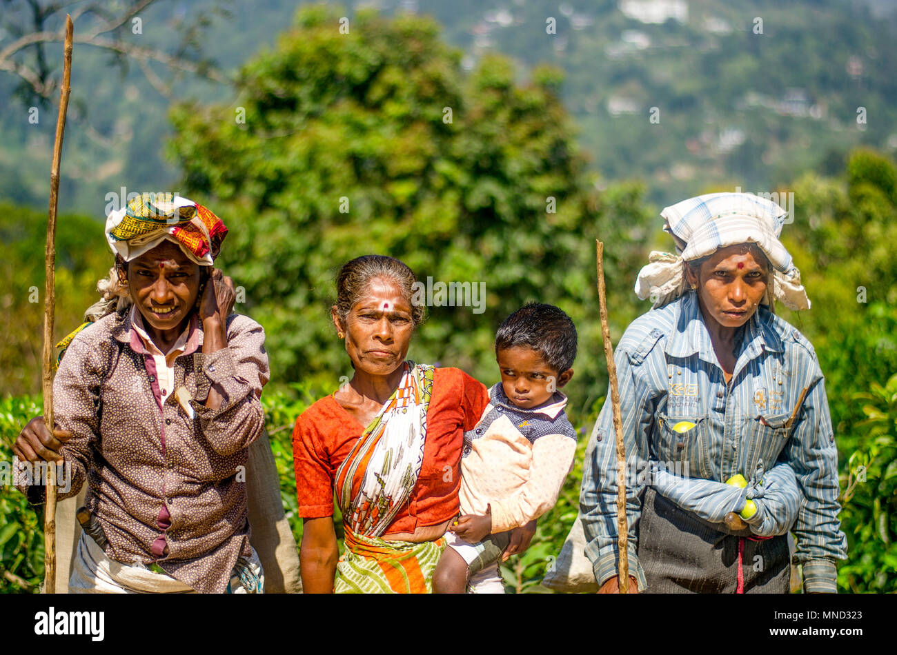 Tea workers near Ella, Hill Country, Sri Lanka Stock Photo - Alamy