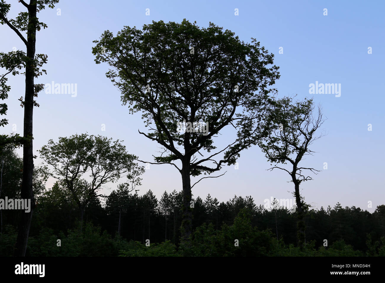Trees reaching for the sun hi-res stock photography and images - Alamy
