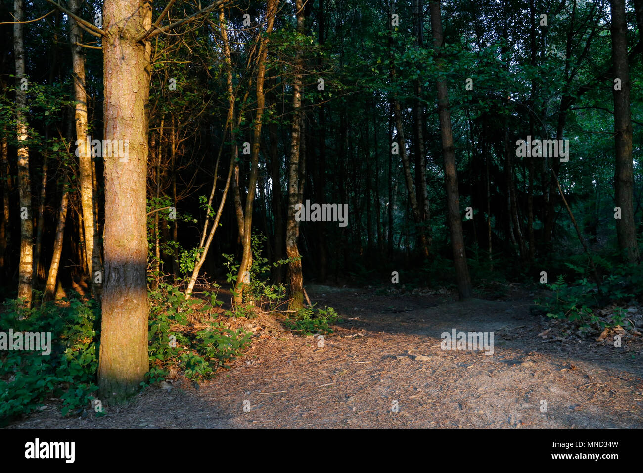 Sunlight through trees Stock Photo - Alamy