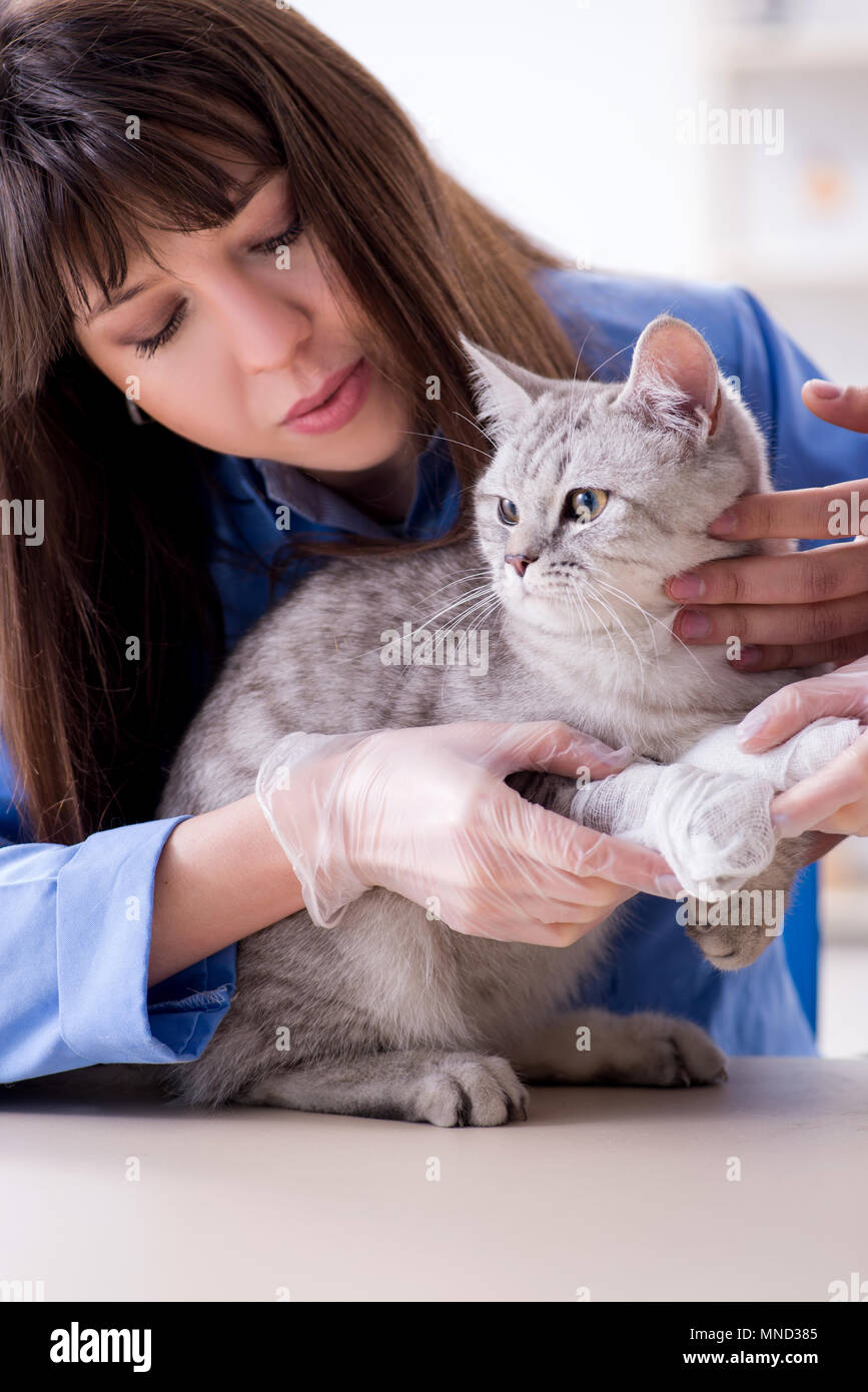 Vet woman treating cat in hi-res stock photography and images - Alamy