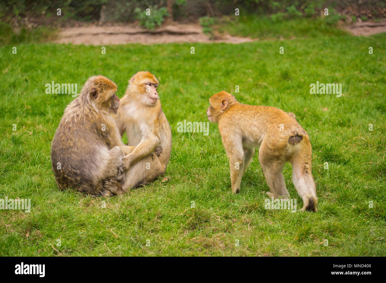 Three young monkeys hi-res stock photography and images - Alamy