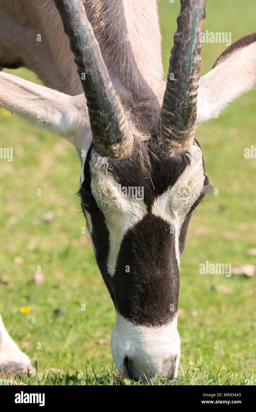 oryx antelope on a meadow in a zoo in Italy Stock Photo - Alamy