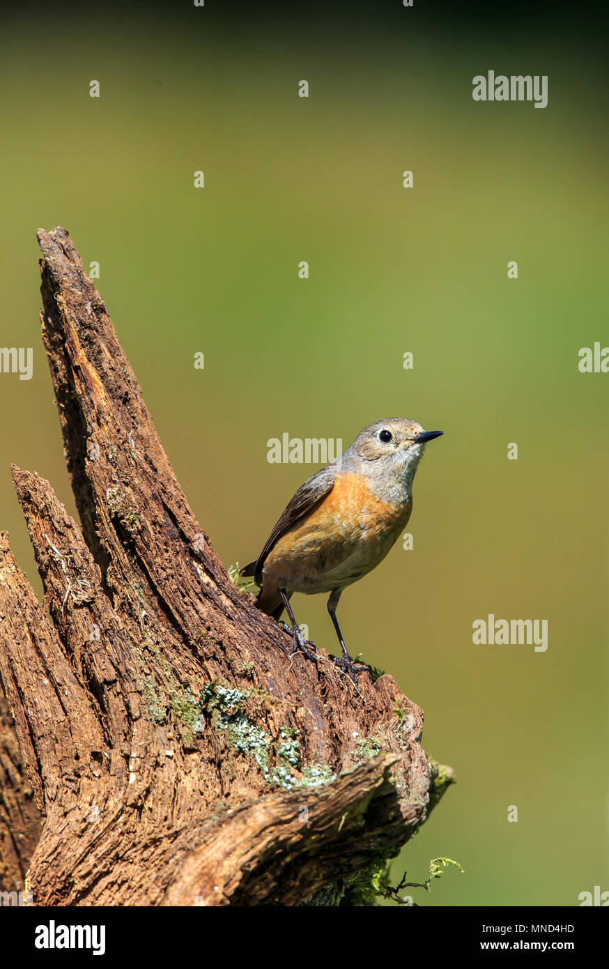 Redstart Bird Uk High Resolution Stock Photography and Images - Alamy