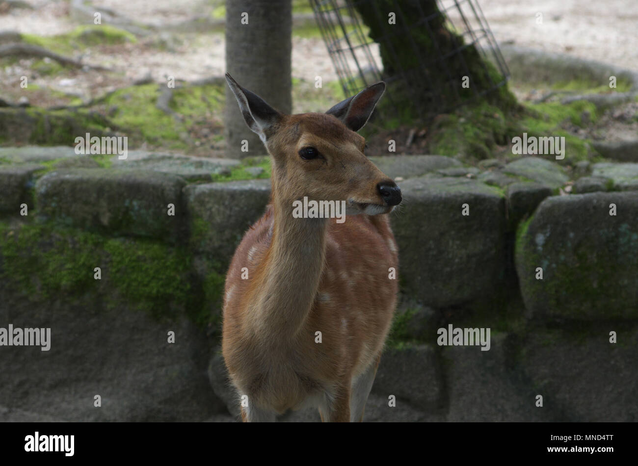 Tame animal hi-res stock photography and images - Alamy