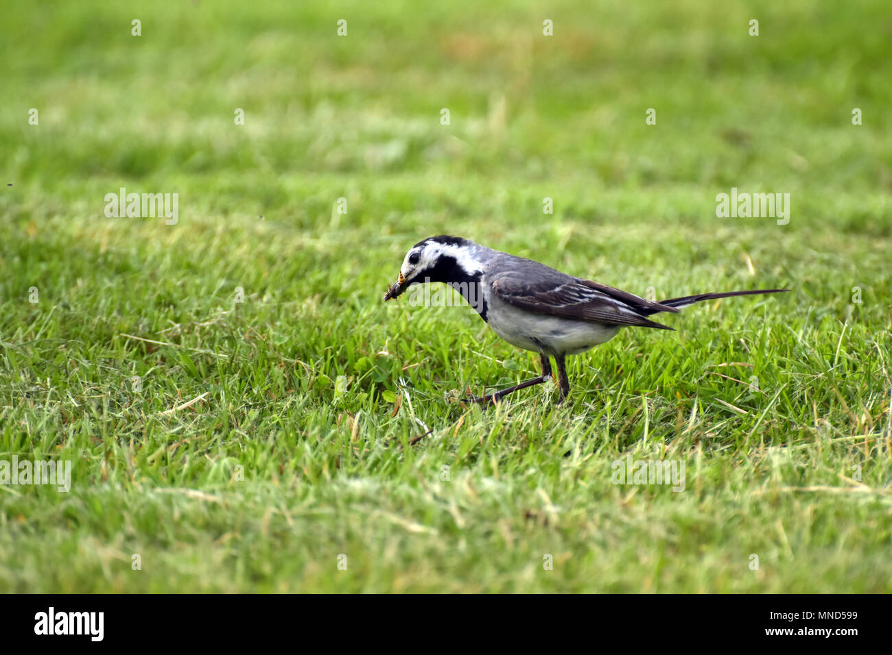 Bird with a wasp in the beak Stock Photo - Alamy