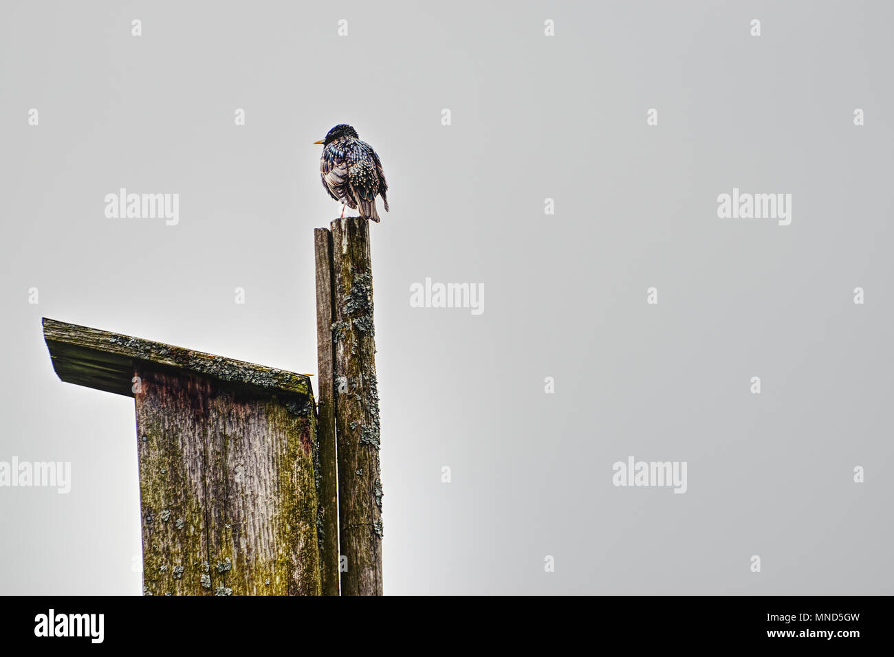 Bird on birdhouse starling hi-res stock photography and images - Alamy
