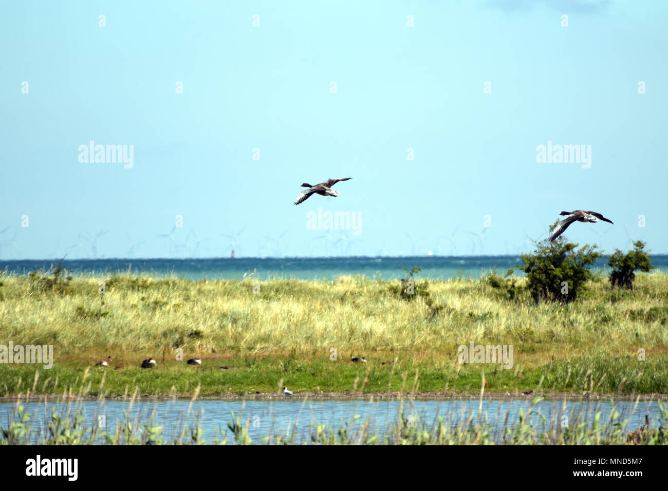 Geese flying over pond hi-res stock photography and images - Alamy