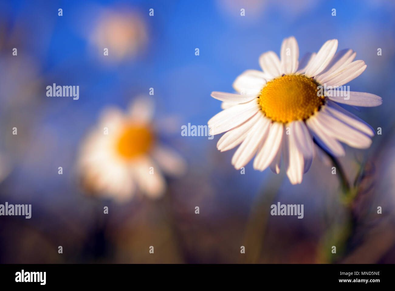 Camille in the Sun closeup macro wallpaper Stock Photo - Alamy