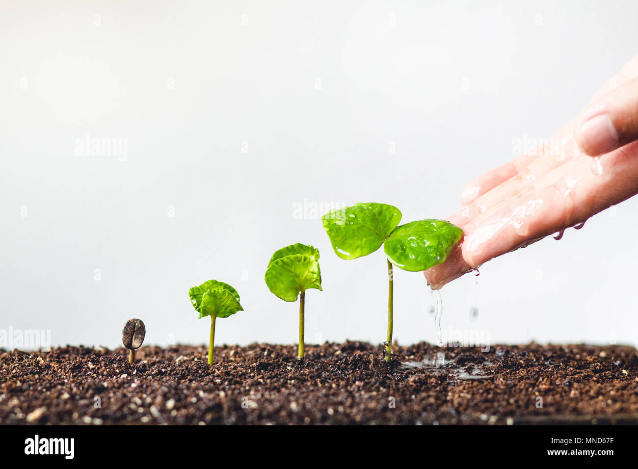 Growing Sapling coffee trees Hand Protect White background Stock Photo ...