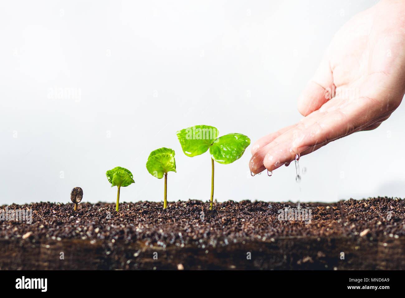 Growing Sapling coffee trees Hand Protect White background Stock Photo ...