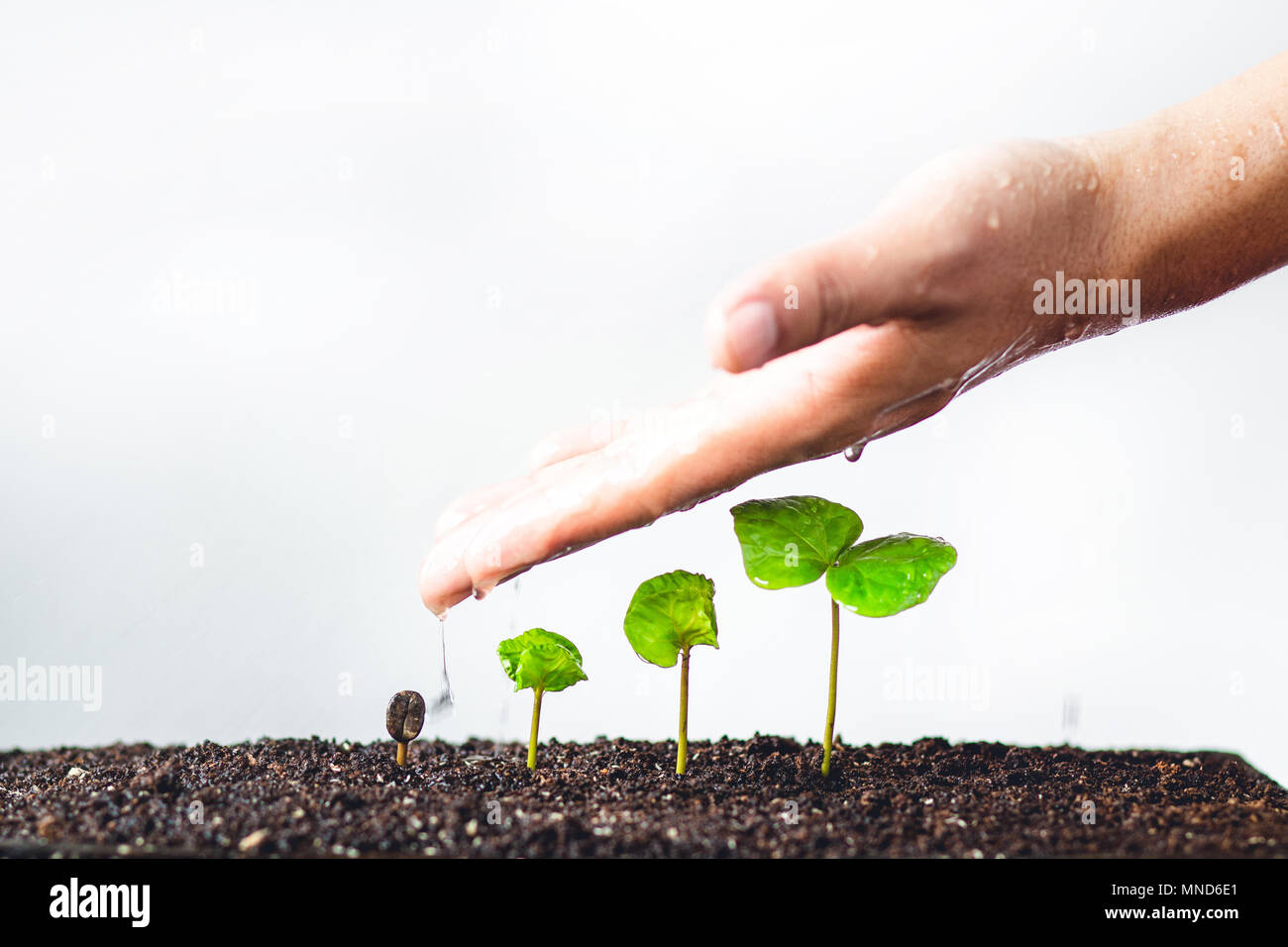 Growing Sapling coffee trees Hand Protect White background Stock Photo ...