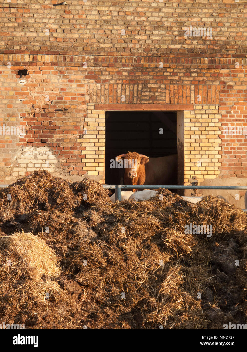 Cow looking through window hi-res stock photography and images - Alamy
