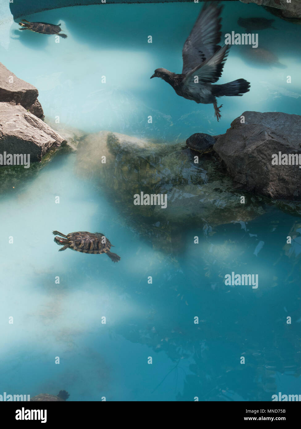 Pigeon flying over turtle swimming in water Stock Photo - Alamy