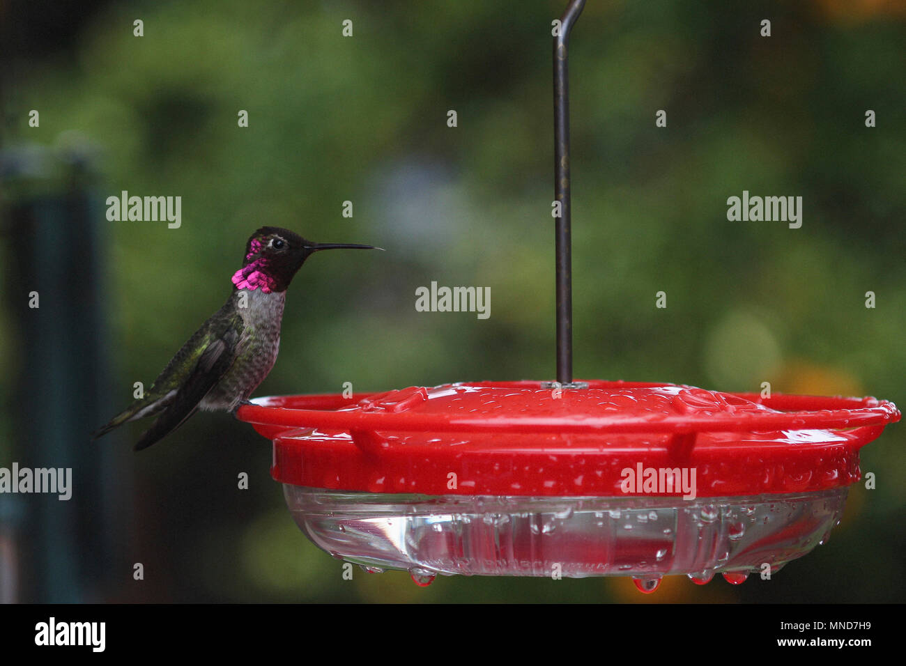 Hummingbird side view image hi-res stock photography and images - Alamy