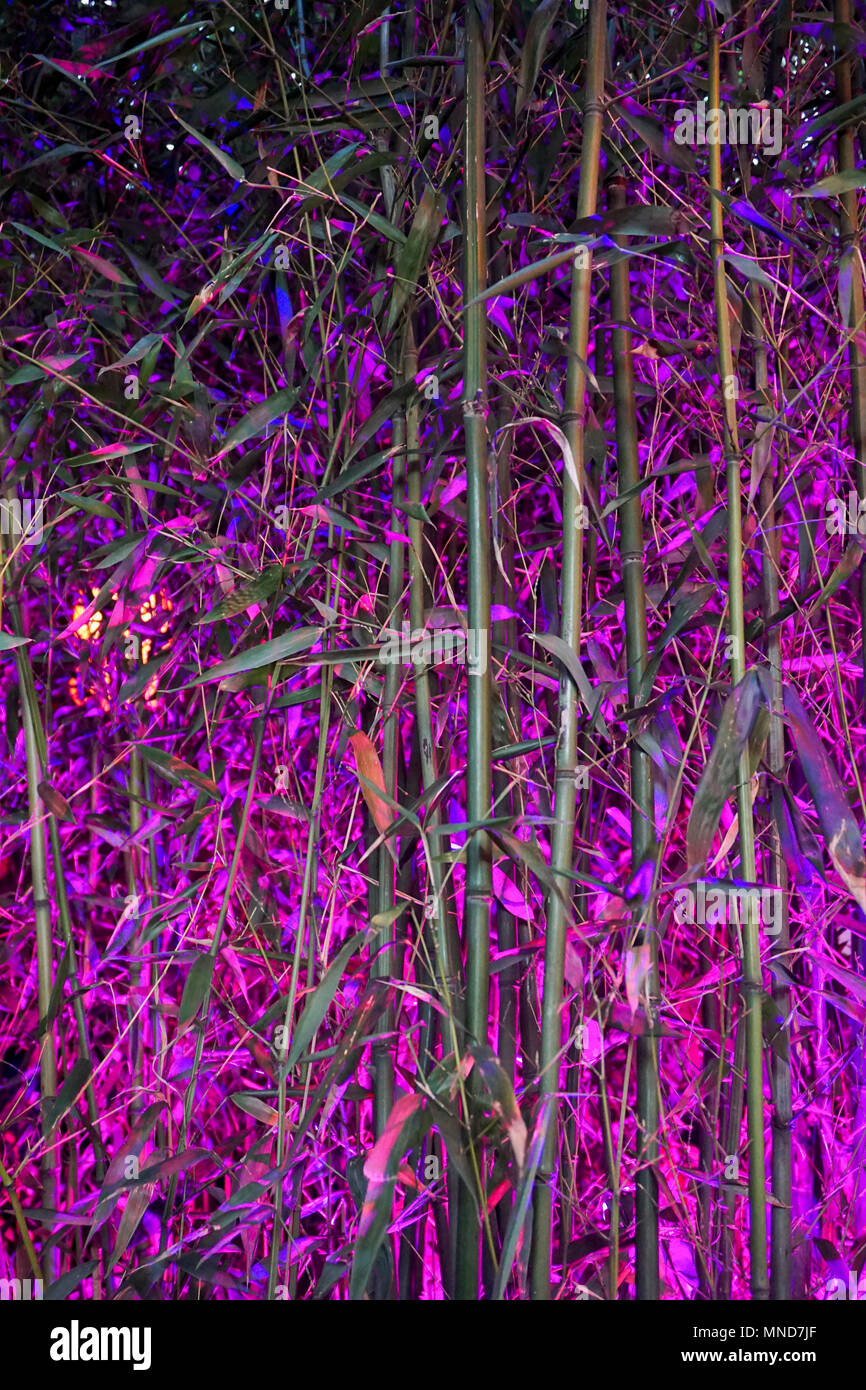 Vertical shot plant night hi-res stock photography and images - Alamy