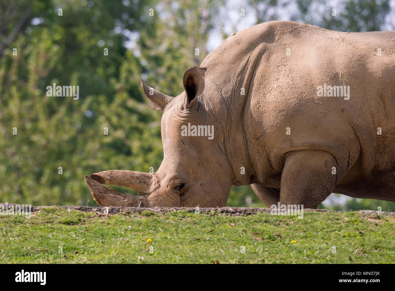 Armored rhino hi-res stock photography and images - Alamy