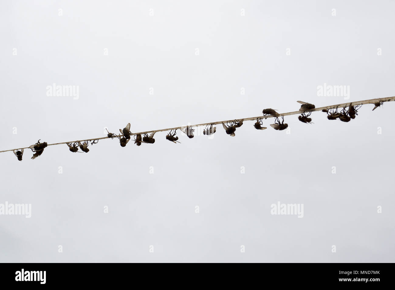 Close-up of insects on stick against white background Stock Photo - Alamy