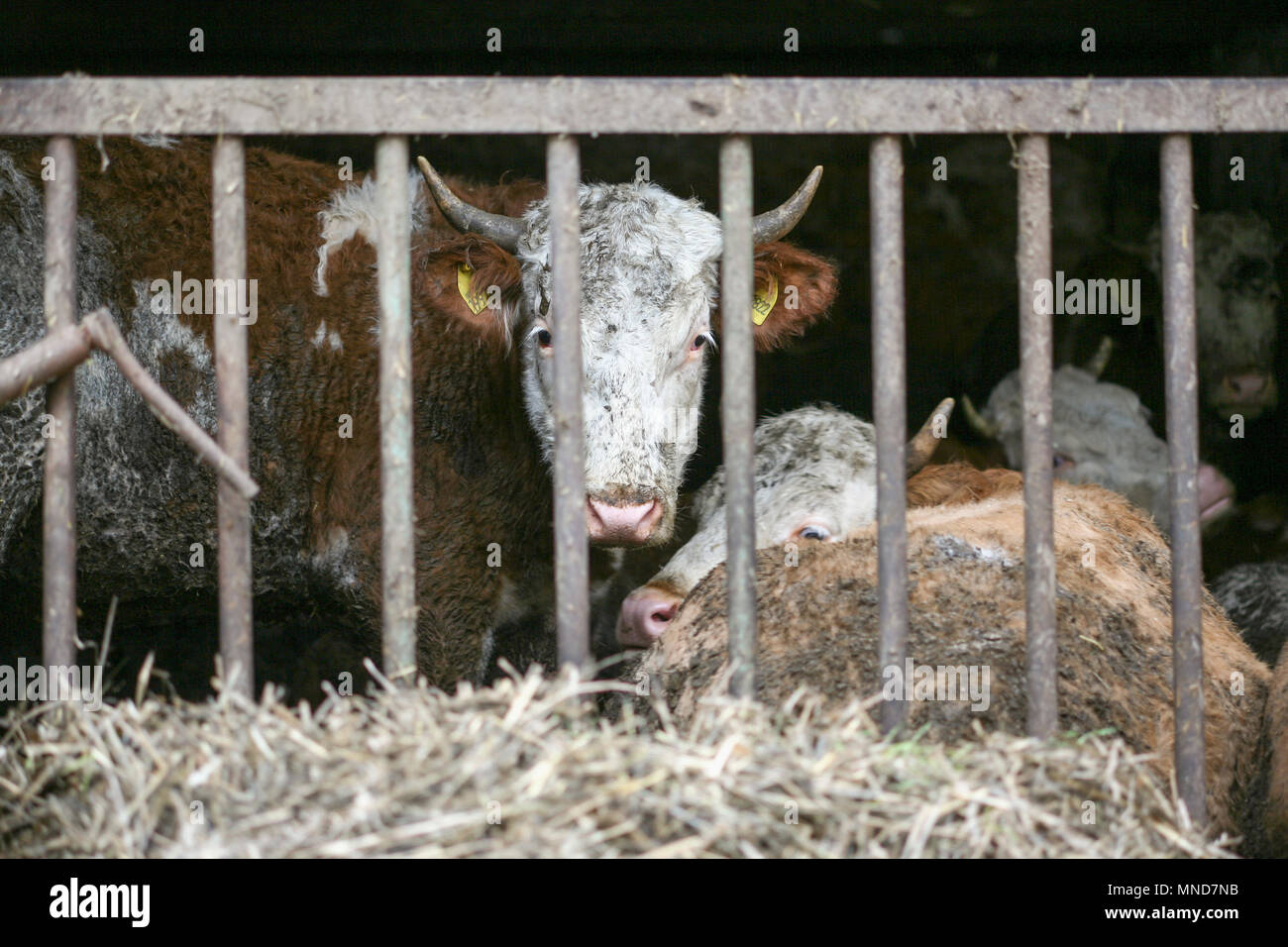 Cows in pen at farm Stock Photo - Alamy