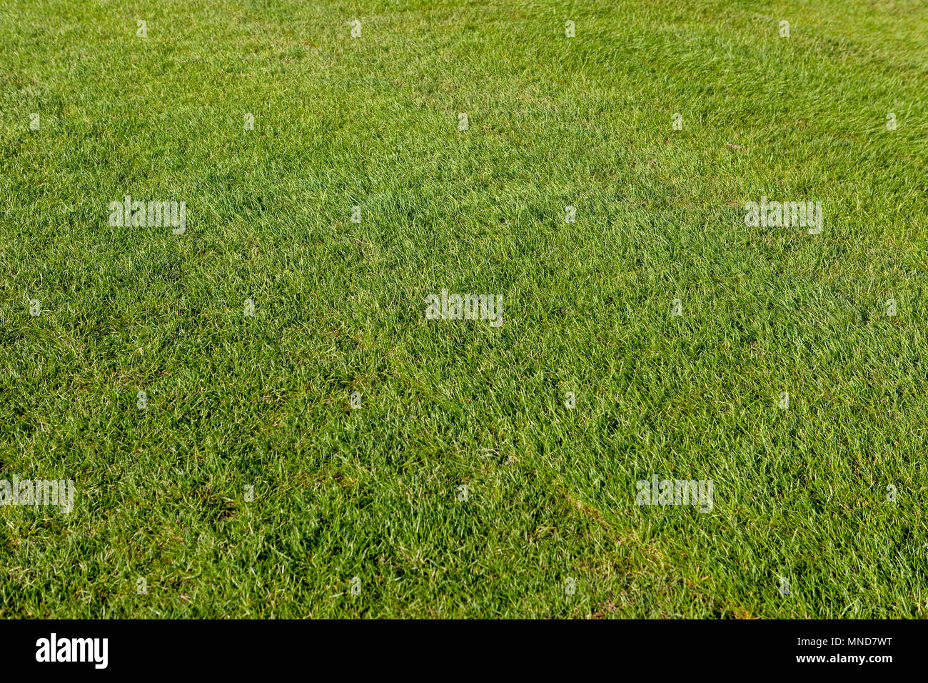 Football lawn hi-res stock photography and images - Alamy