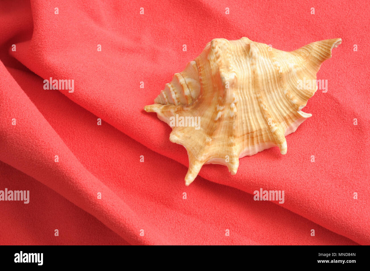 shell of spiny murex on red beach towel, summer background from above ...