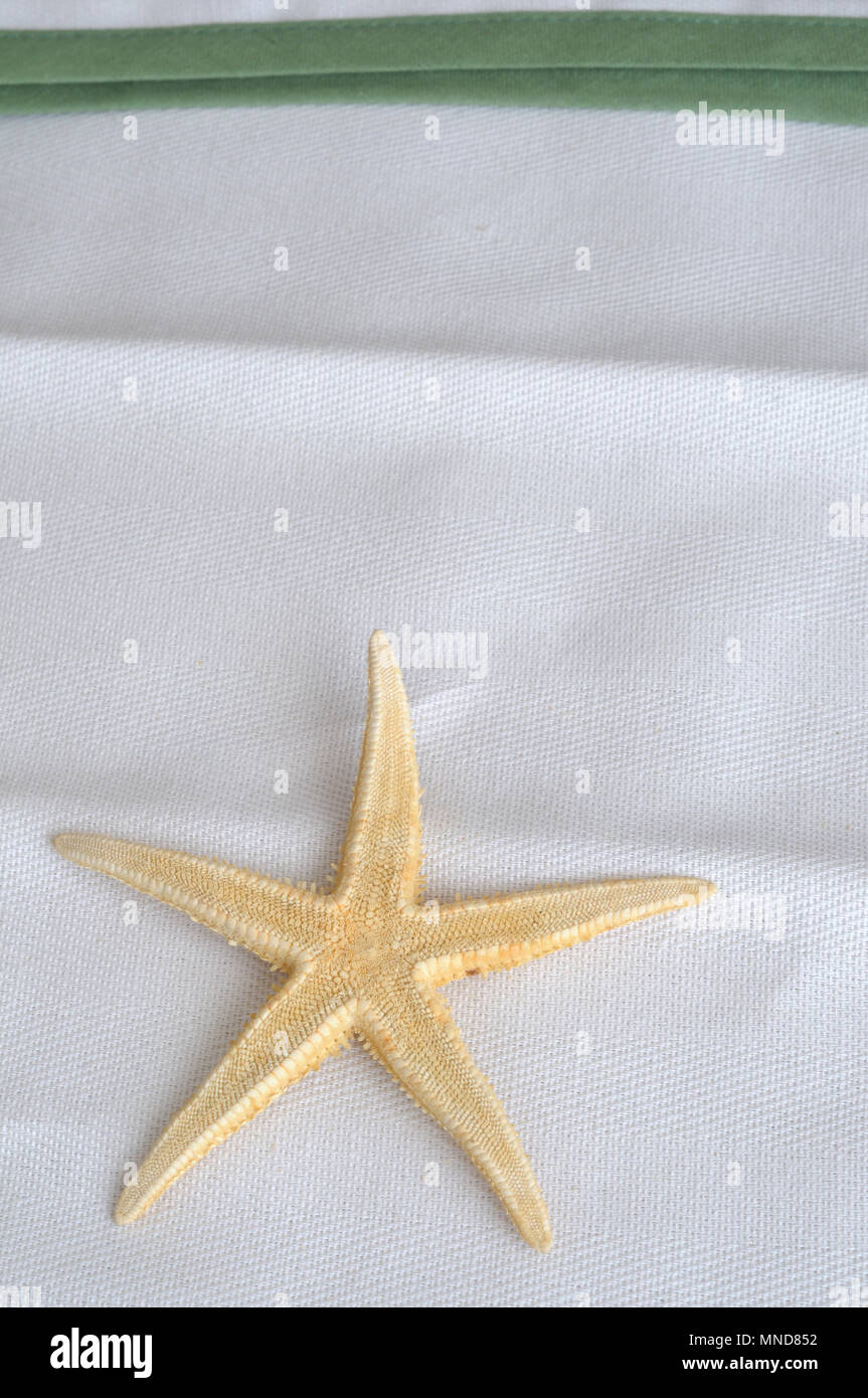 Starfish colors hi-res stock photography and images - Alamy