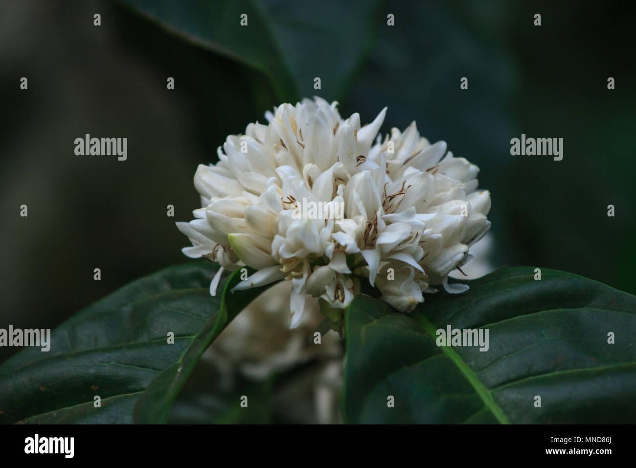 Coffee Flower - photographed at Chikmagalur (Karnataka, India Stock ...