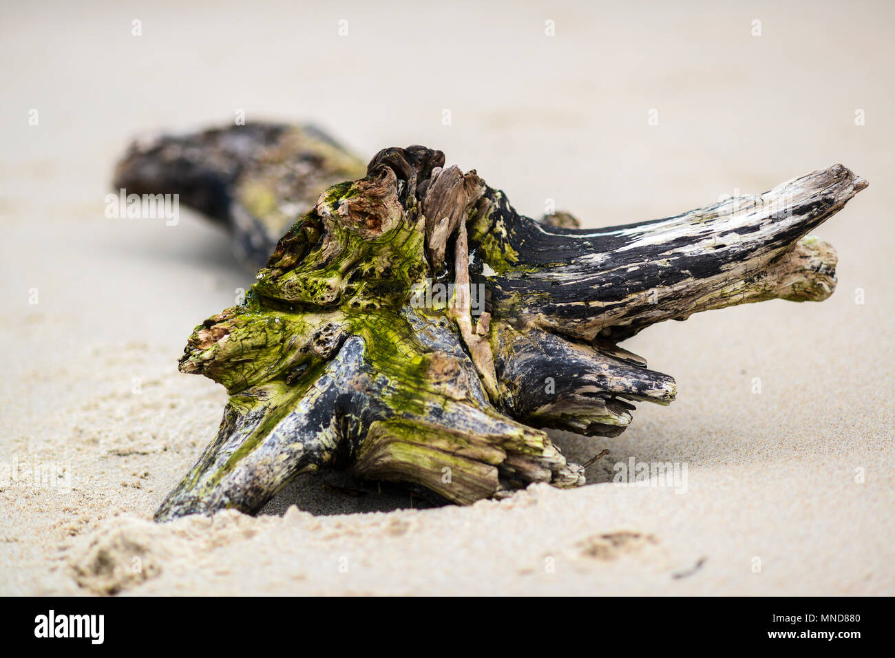 A piece of wood on the beach, a maritime landscape Stock Photo - Alamy
