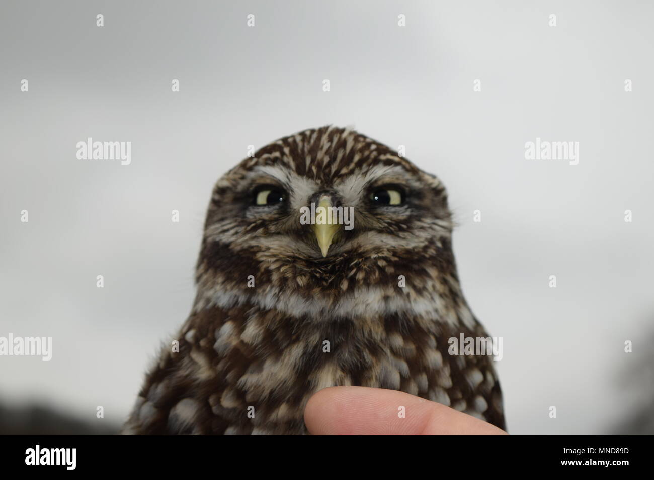 Cross eyed hi-res stock photography and images - Alamy