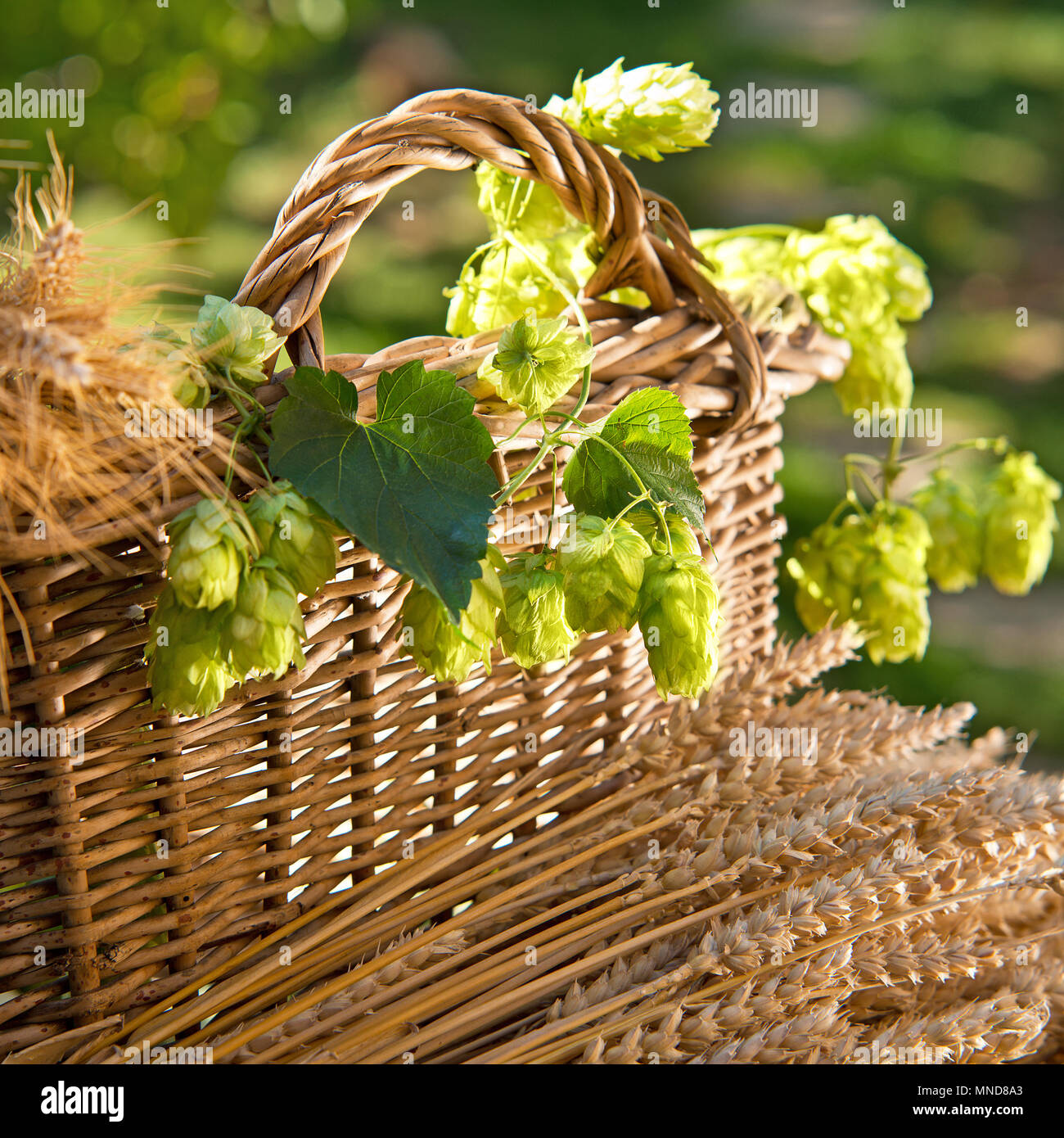 still life with hop cones and barley with wheat in thewicker basket ...