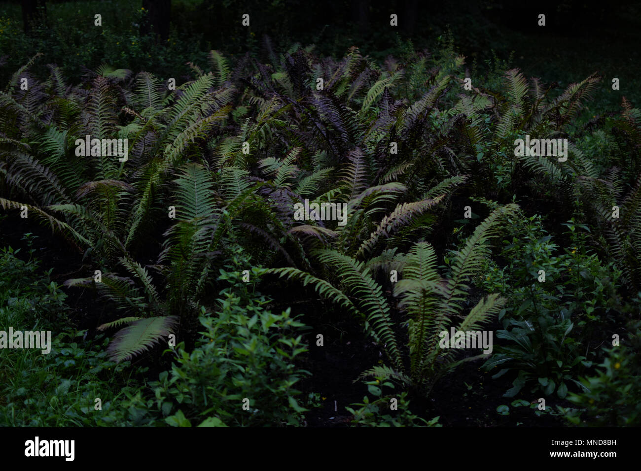 Ferns growing night fern hi-res stock photography and images - Alamy