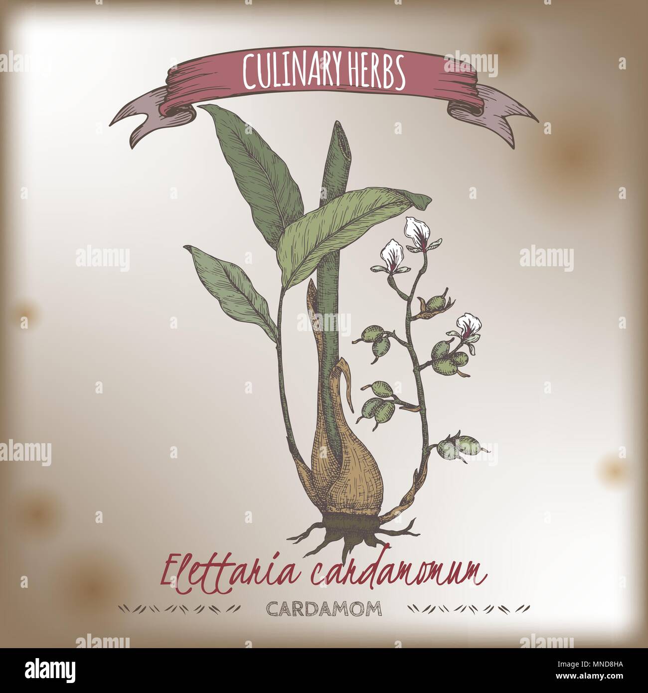 Cardamom aka Elettaria cardamomum hand drawn color sketch Stock Vector ...