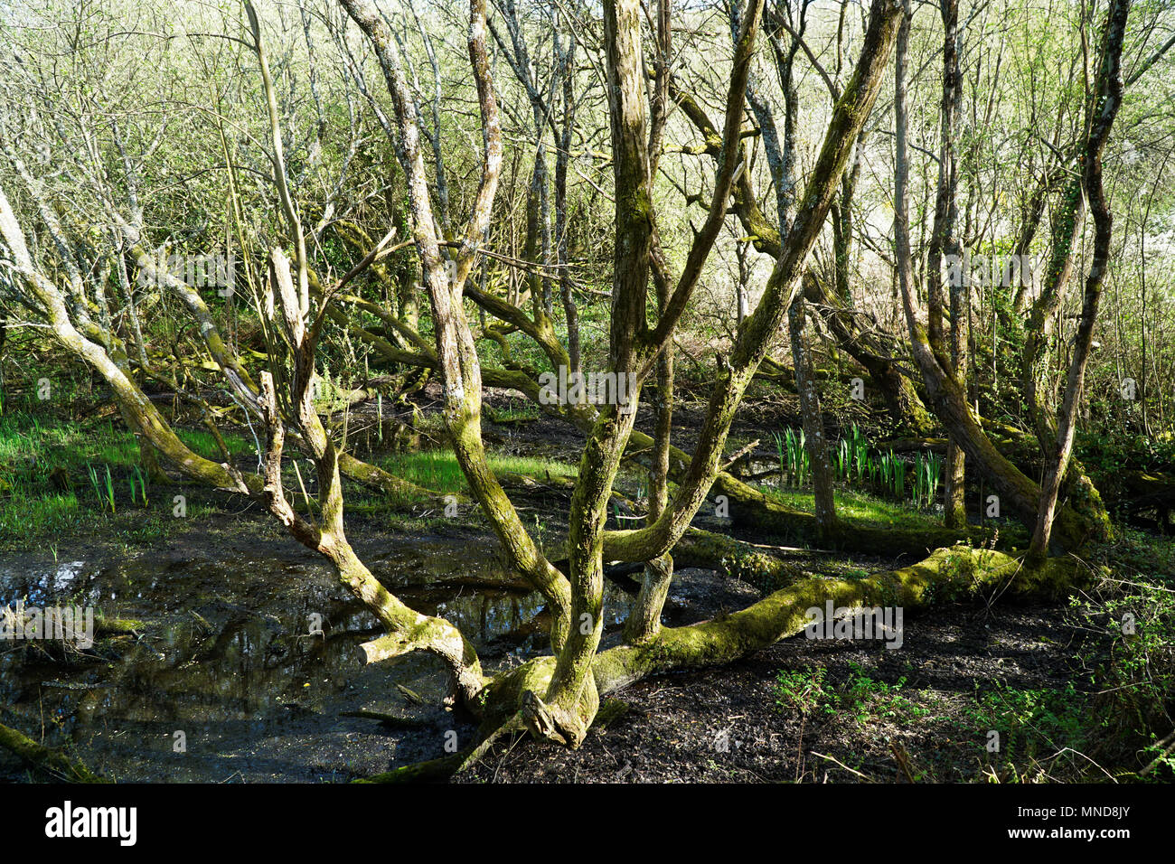 Entagled hi-res stock photography and images - Alamy